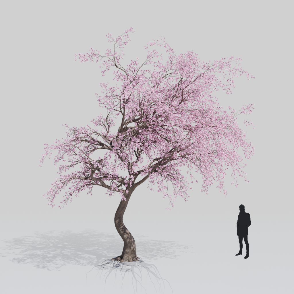 Sakura Tree 01 | Trees models | BlenderKit