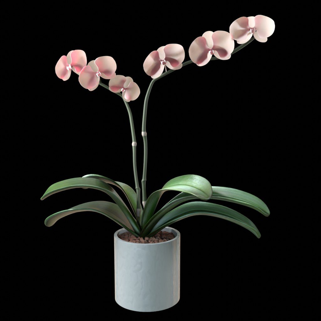 Phalaenopsis Orchid flower | Indoor Plants models | BlenderKit