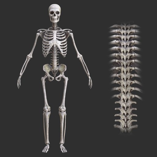 BlenderKit | Download the Human rigged male skeleton model