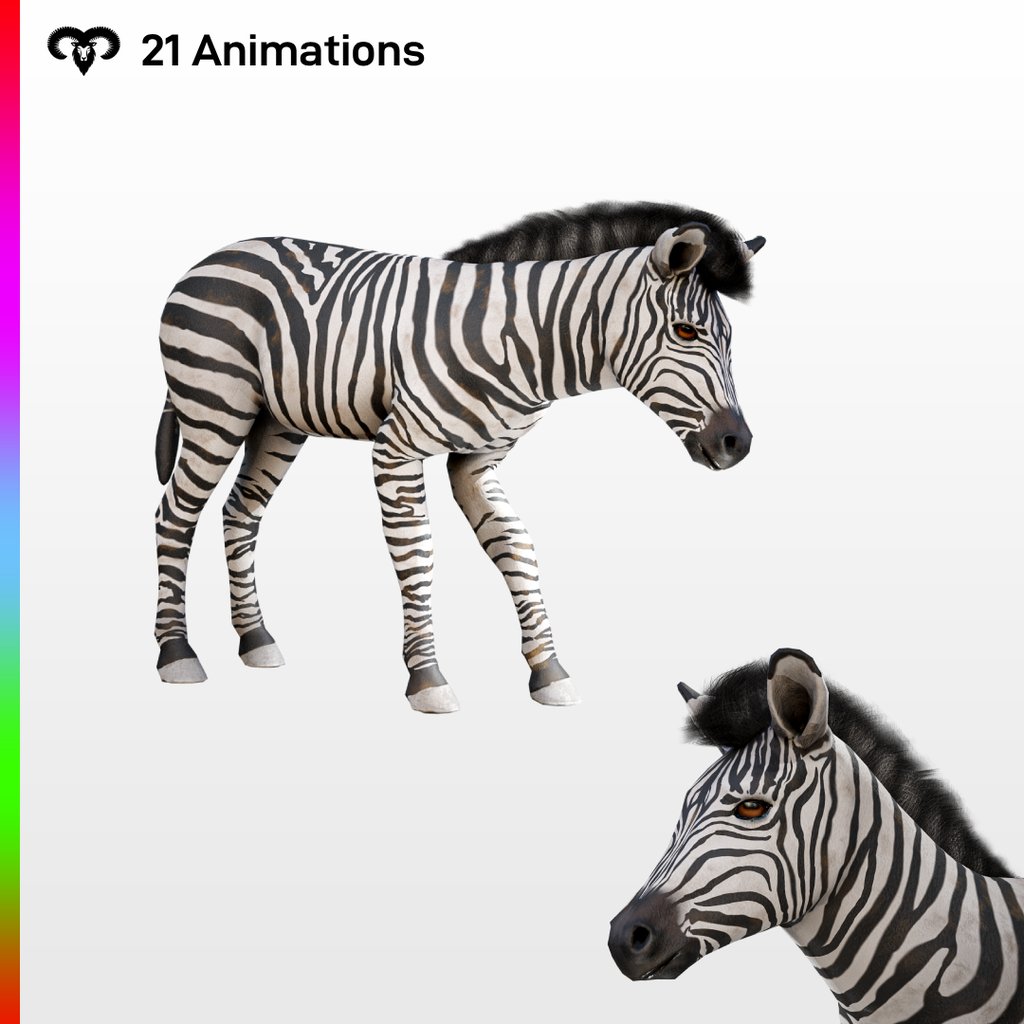 Baby Zebra Animated Rigged | Mammals models | BlenderKit