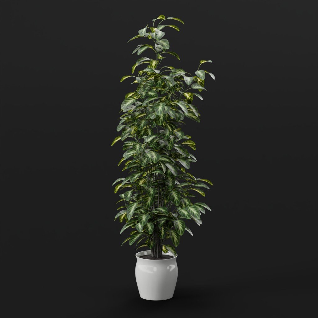 Tall Variegated Ficus Plant | Indoor Plants models | BlenderKit