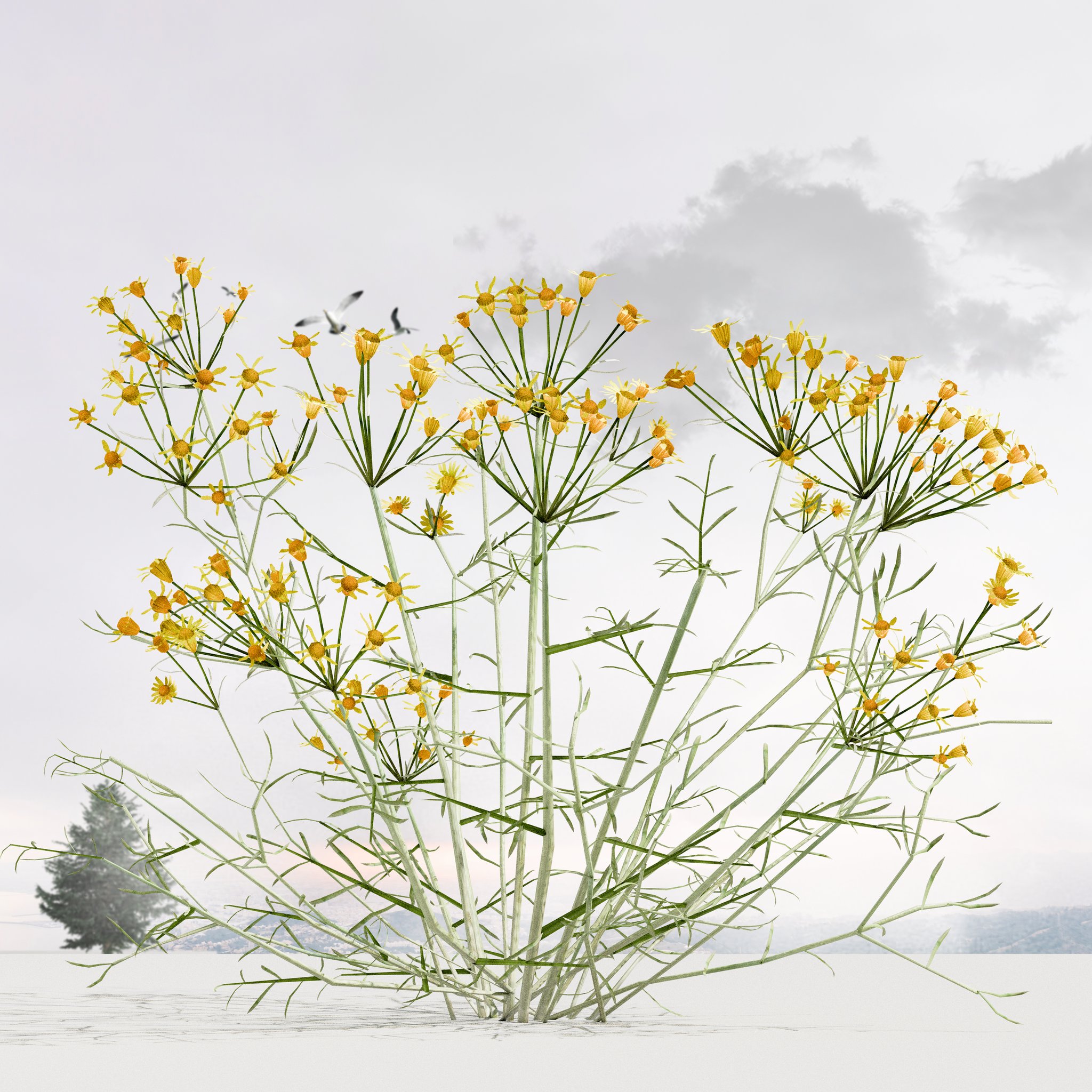 Trailing Pearls Seneciom Realistic3D | Plants models | BlenderKit