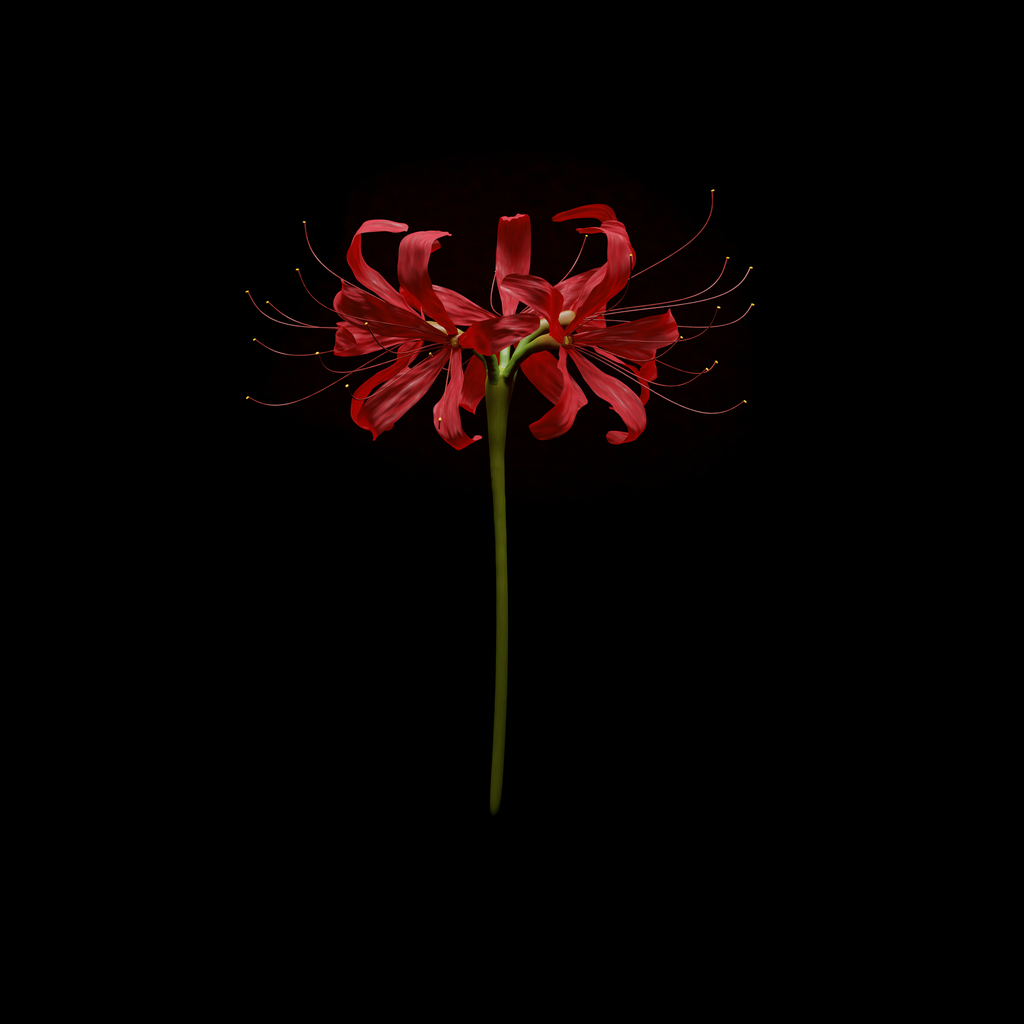 BlenderKit | Download the FREE Red Spider Lily model