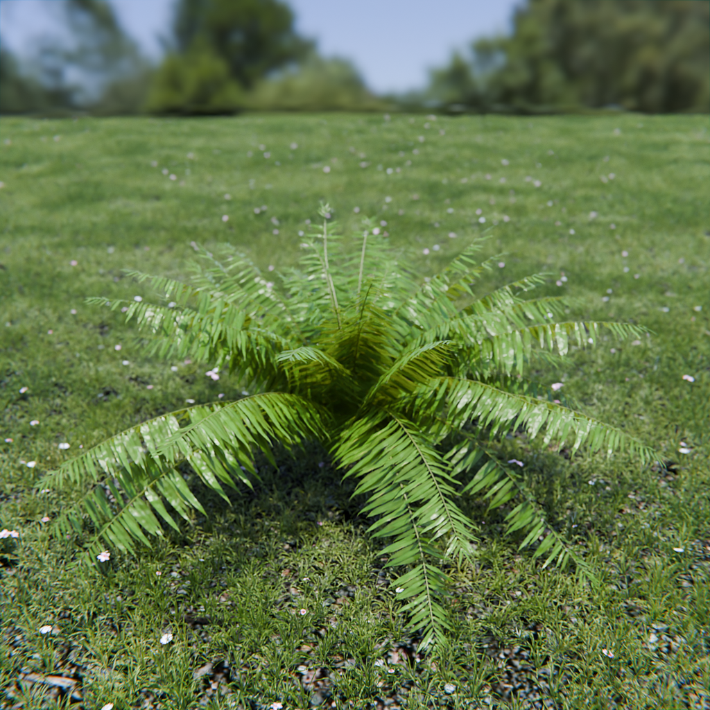Hard Fern | Outdoor Plants models | BlenderKit