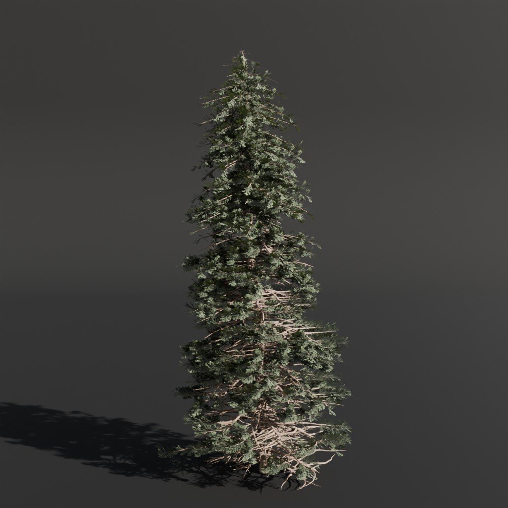 Abies Alba Silver Fir Large Tall | Trees models | BlenderKit