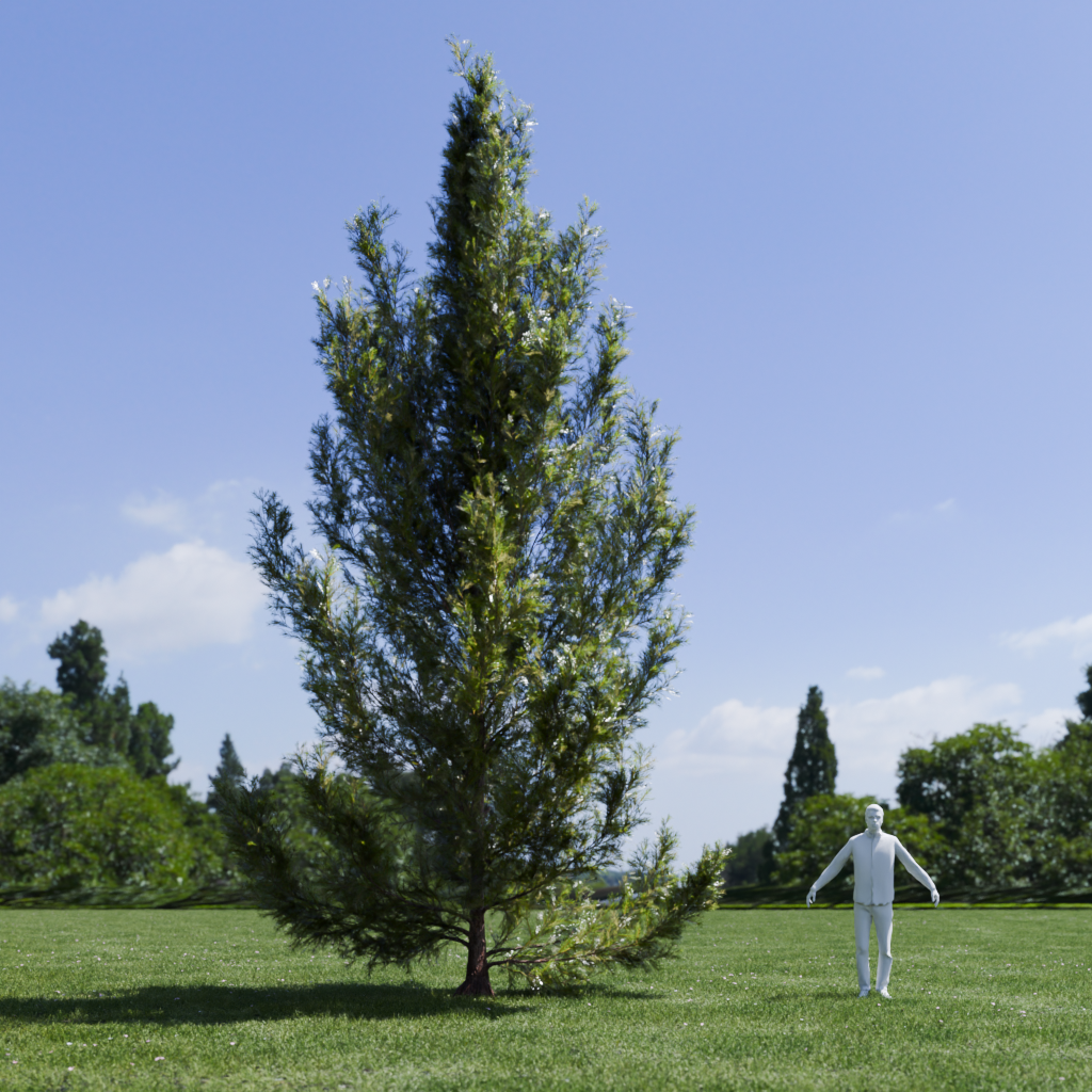 Pine tree - Pinus Flexilis Animated | Trees models | BlenderKit