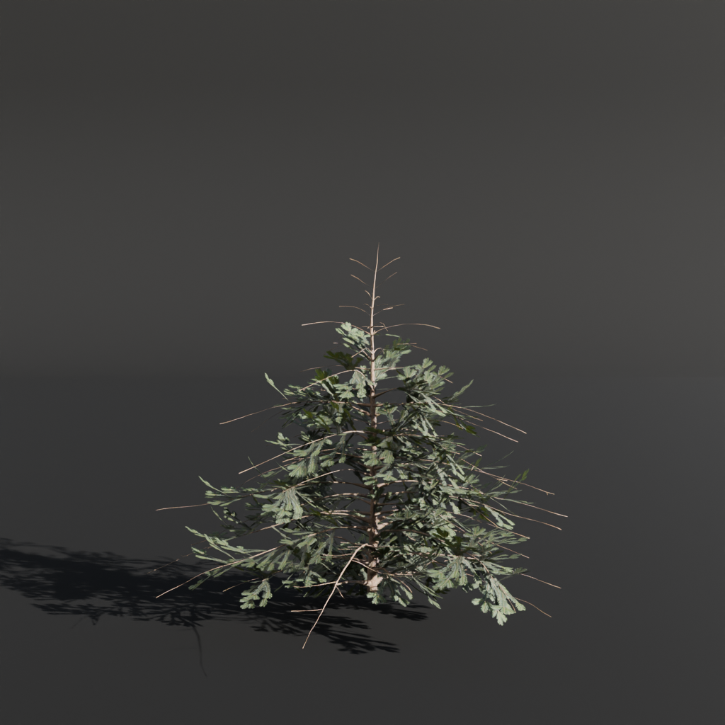 Abies Alba Silver Fir Small Sprout | Trees models | BlenderKit