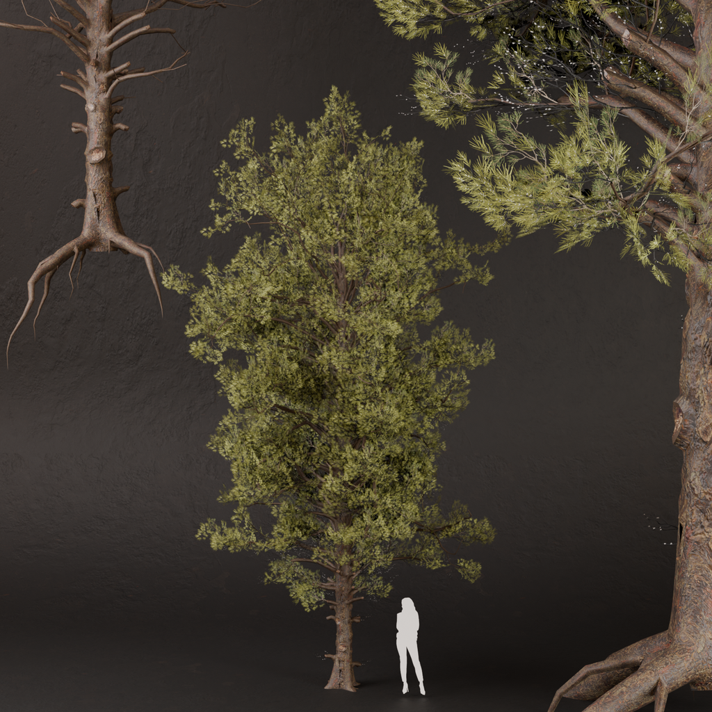 SJ-Winter big Pine Tree | Trees models | BlenderKit