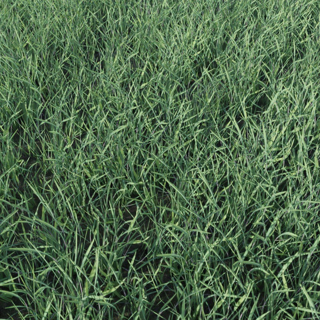 Grass Small Clump | Grass models | BlenderKit