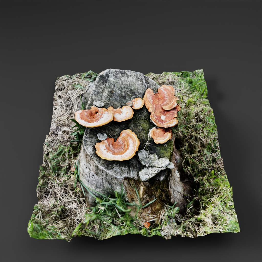 Tree Stump with Mushrooms | FREE Trees models | BlenderKit