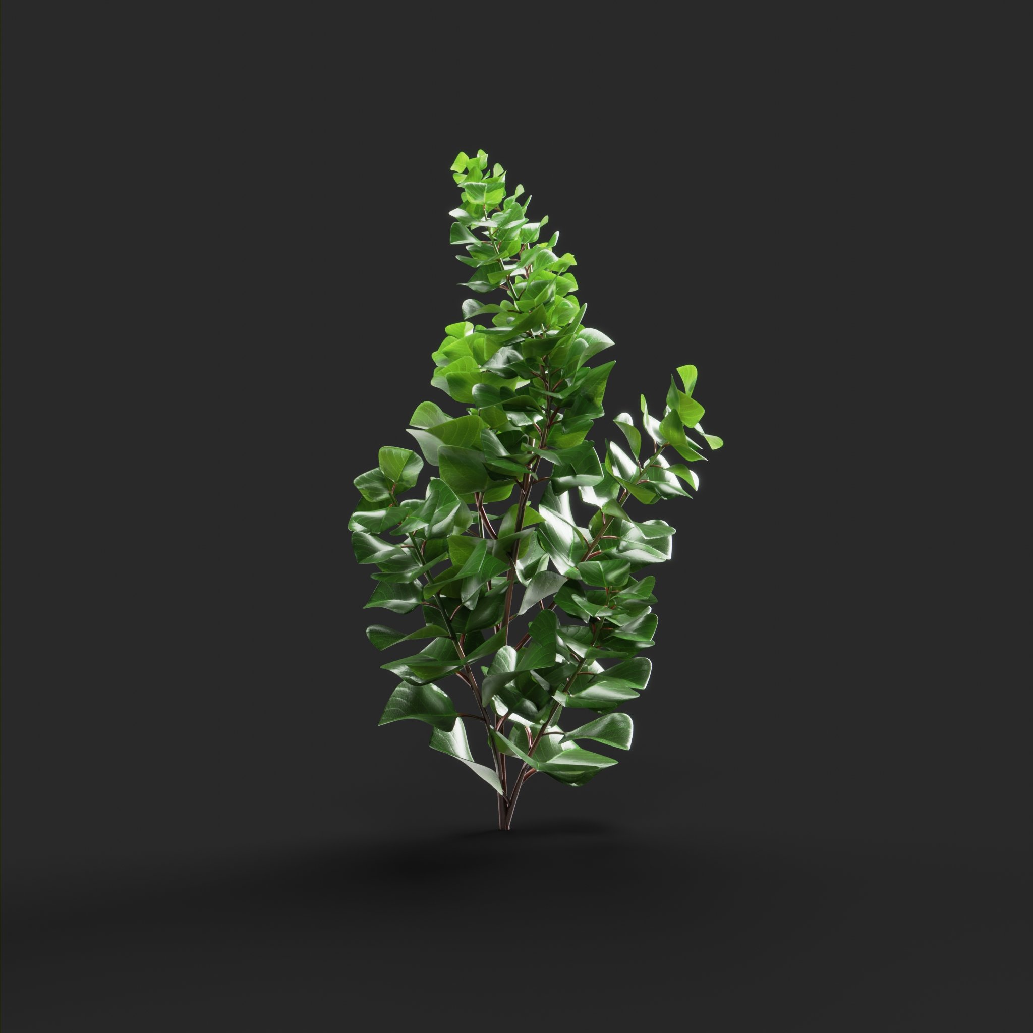Random Plant | Bouquets models | BlenderKit