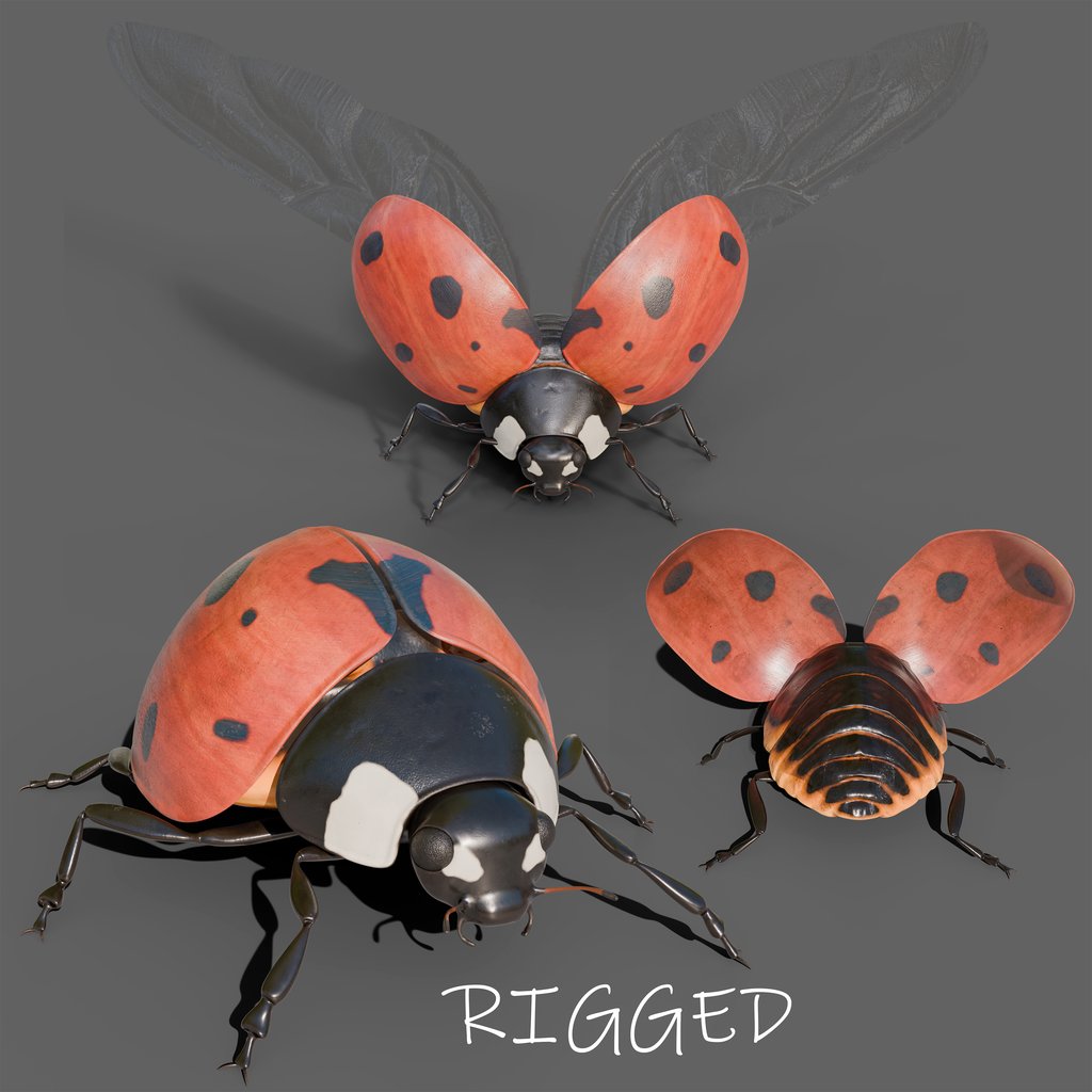 Ladybug Coccinella | Insects models | BlenderKit