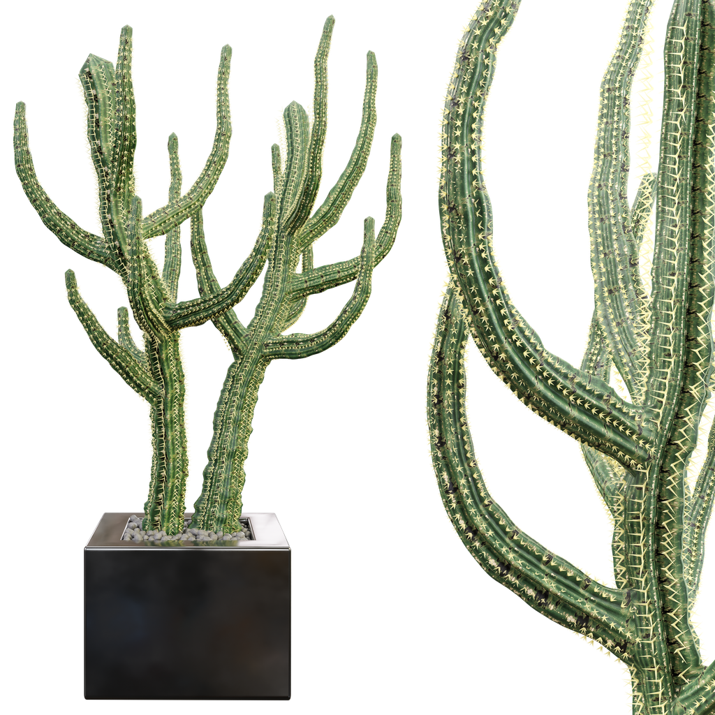 Kaktoos tree | Indoor Plants models | BlenderKit