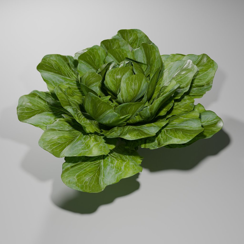 Lettuce | Fruit & Vegetables models | BlenderKit