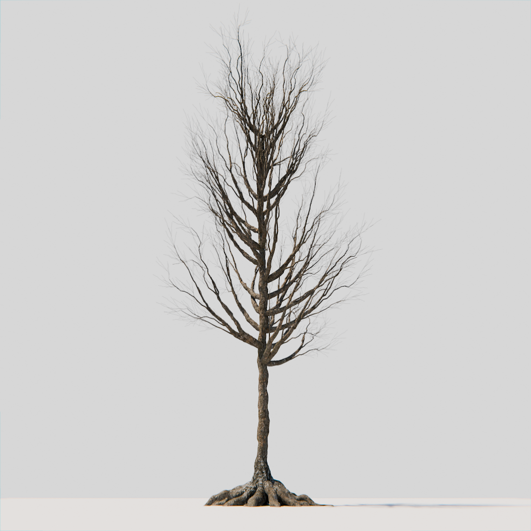 Dry Tree 01 | Trees models | BlenderKit