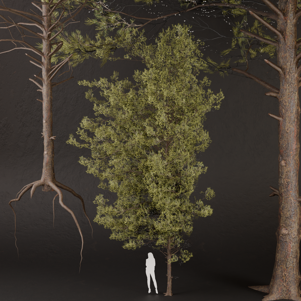 SJ-Mountain big Pine Tree | Trees models | BlenderKit