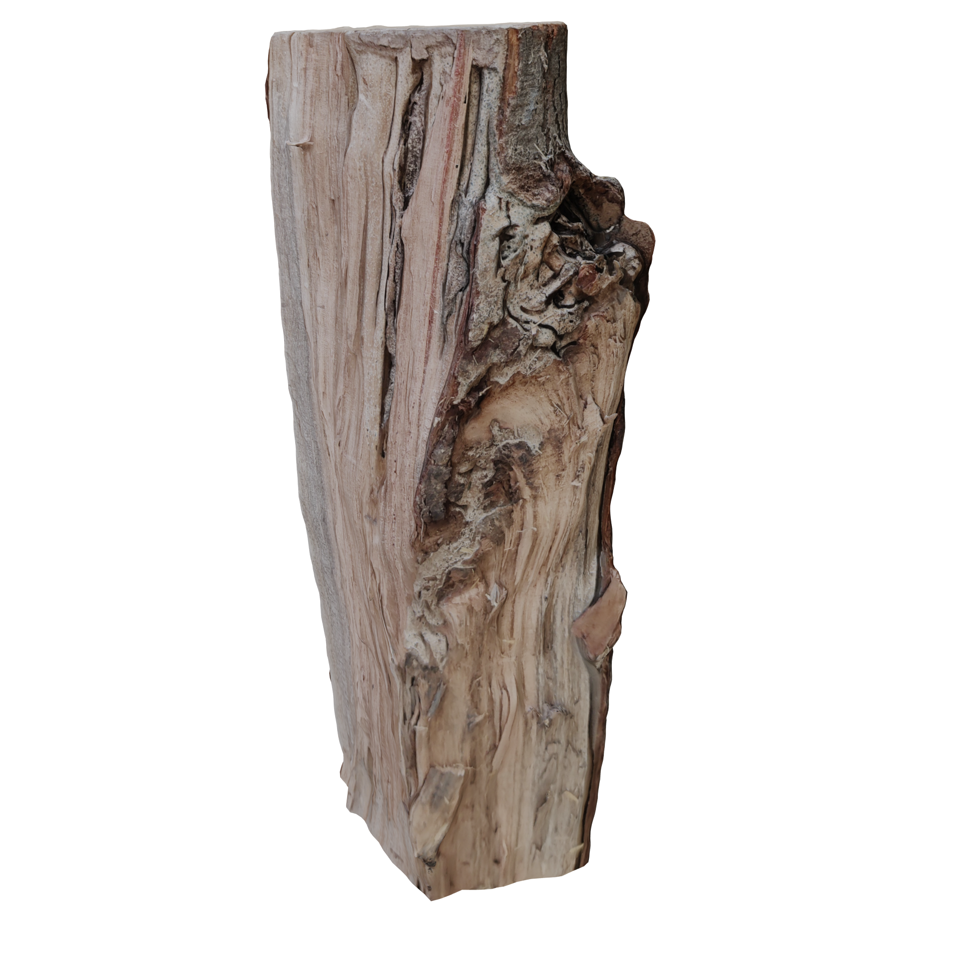 Cutted Log | FREE Trees models | BlenderKit