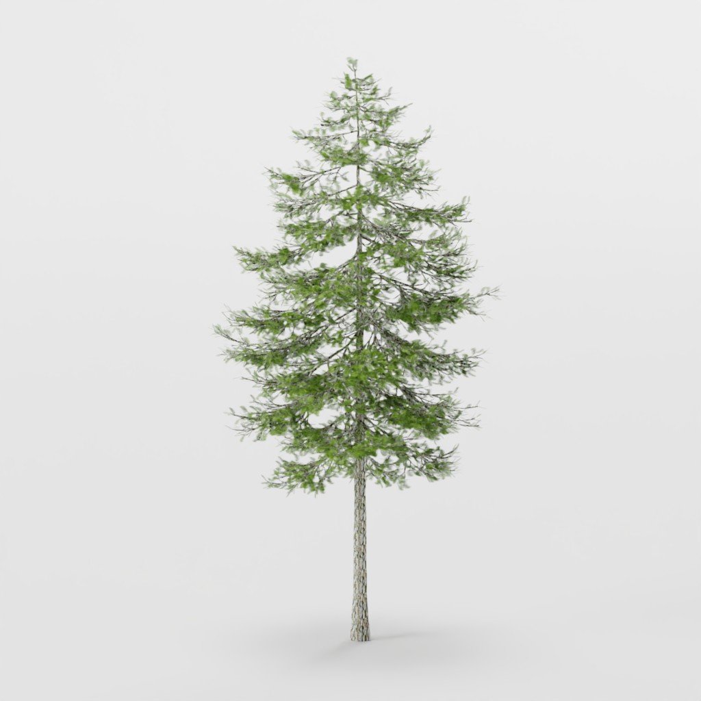 Fir Tree | Trees models | BlenderKit