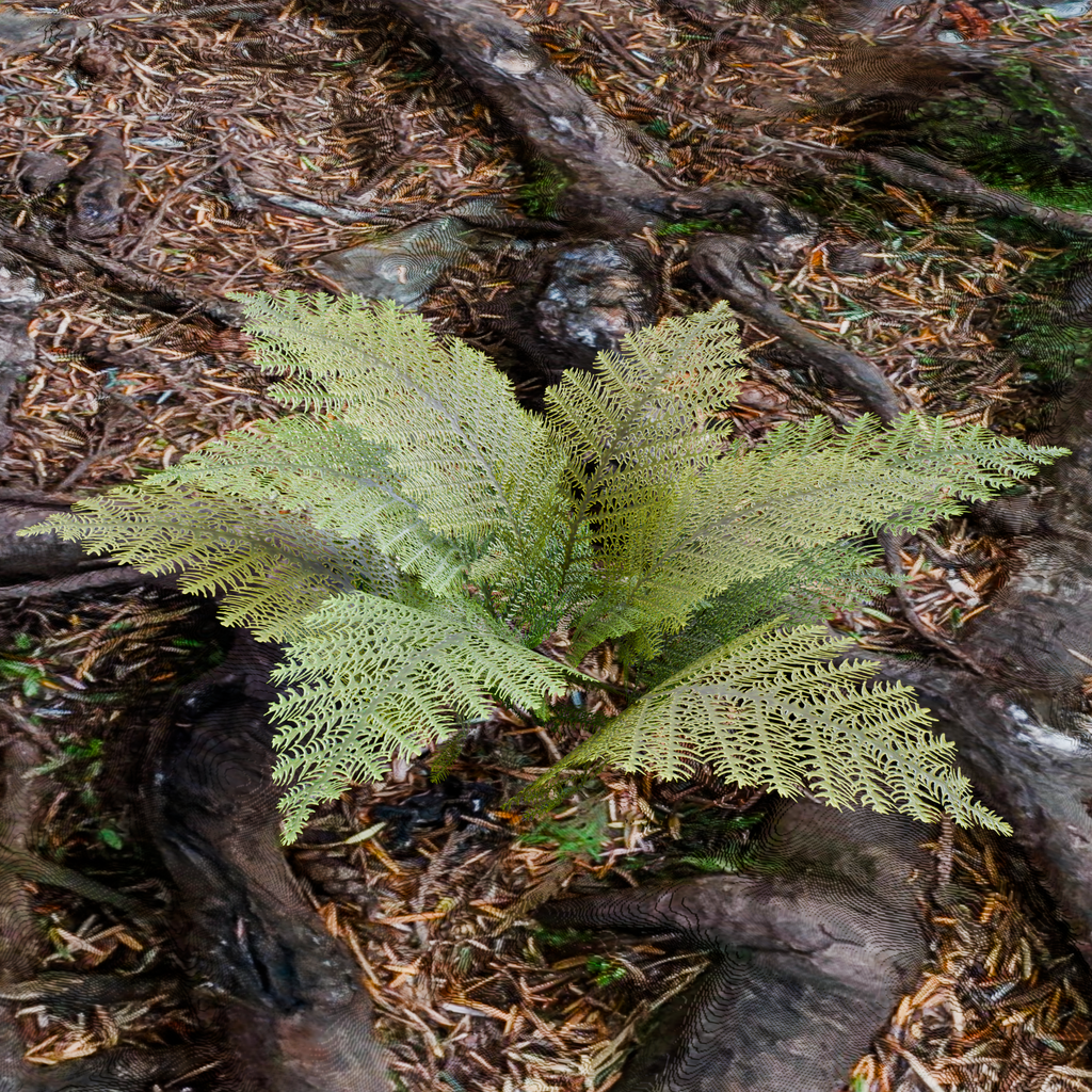 Fern Outdoor Plant | Outdoor Plants models | BlenderKit