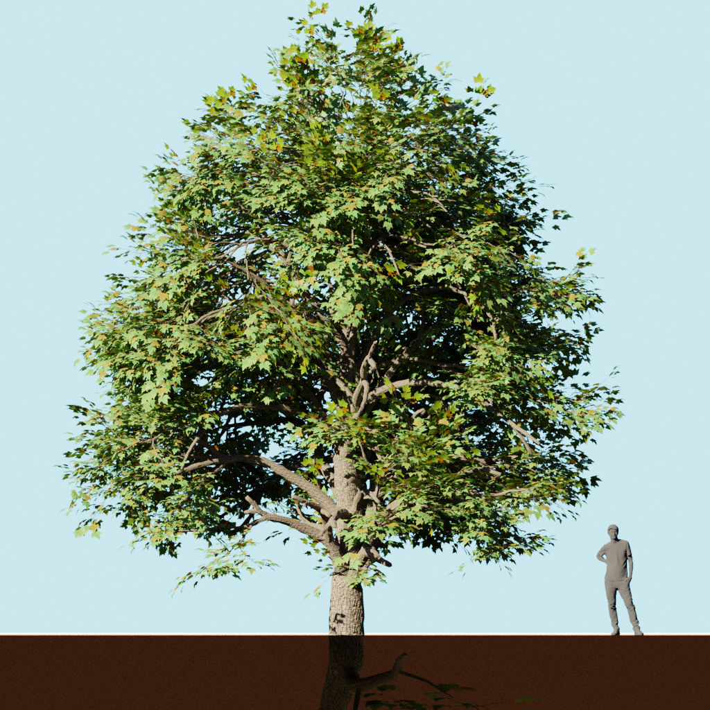 Ahorn tree | FREE Trees models | BlenderKit