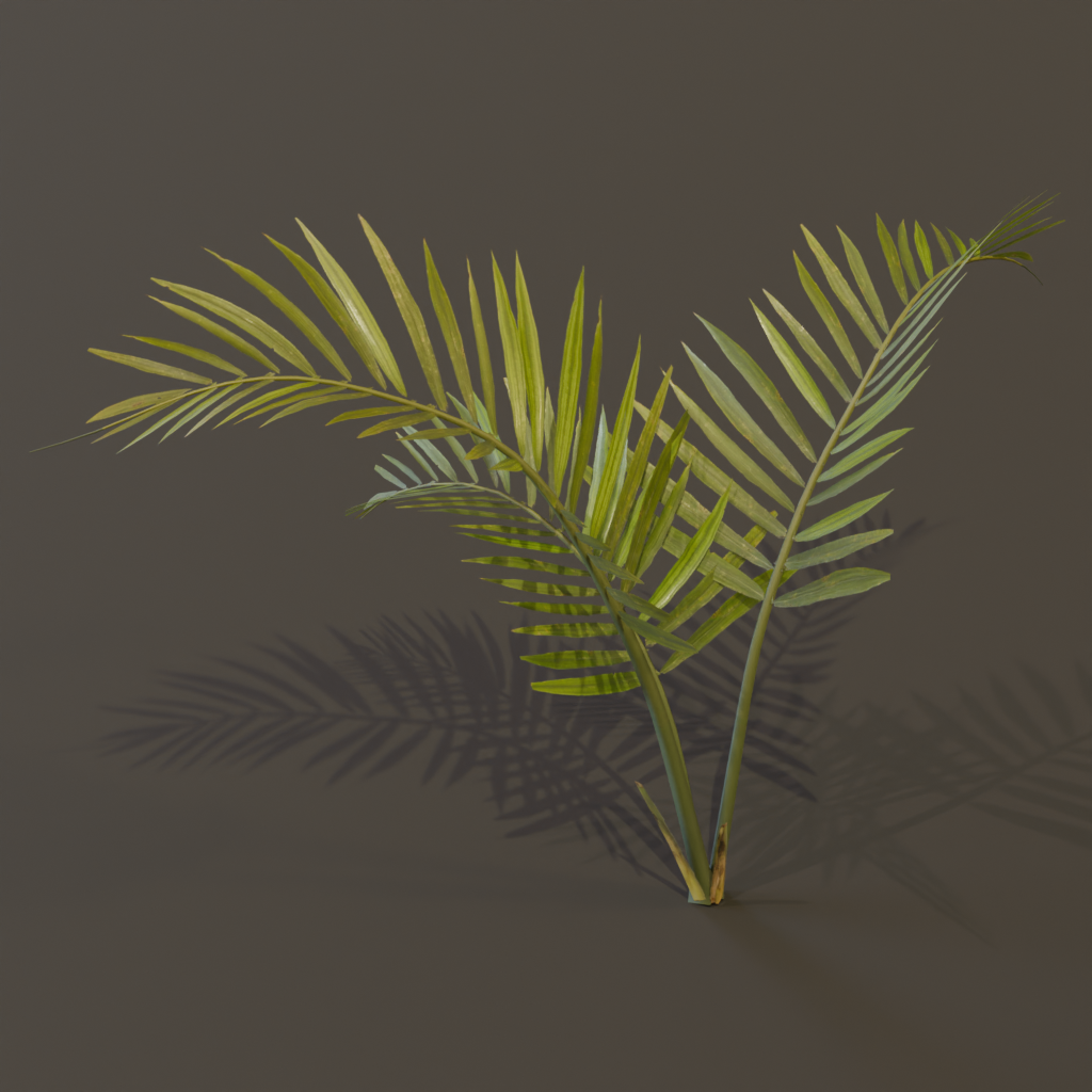 Alexandra Palm Plant Var | Outdoor Plants models | BlenderKit
