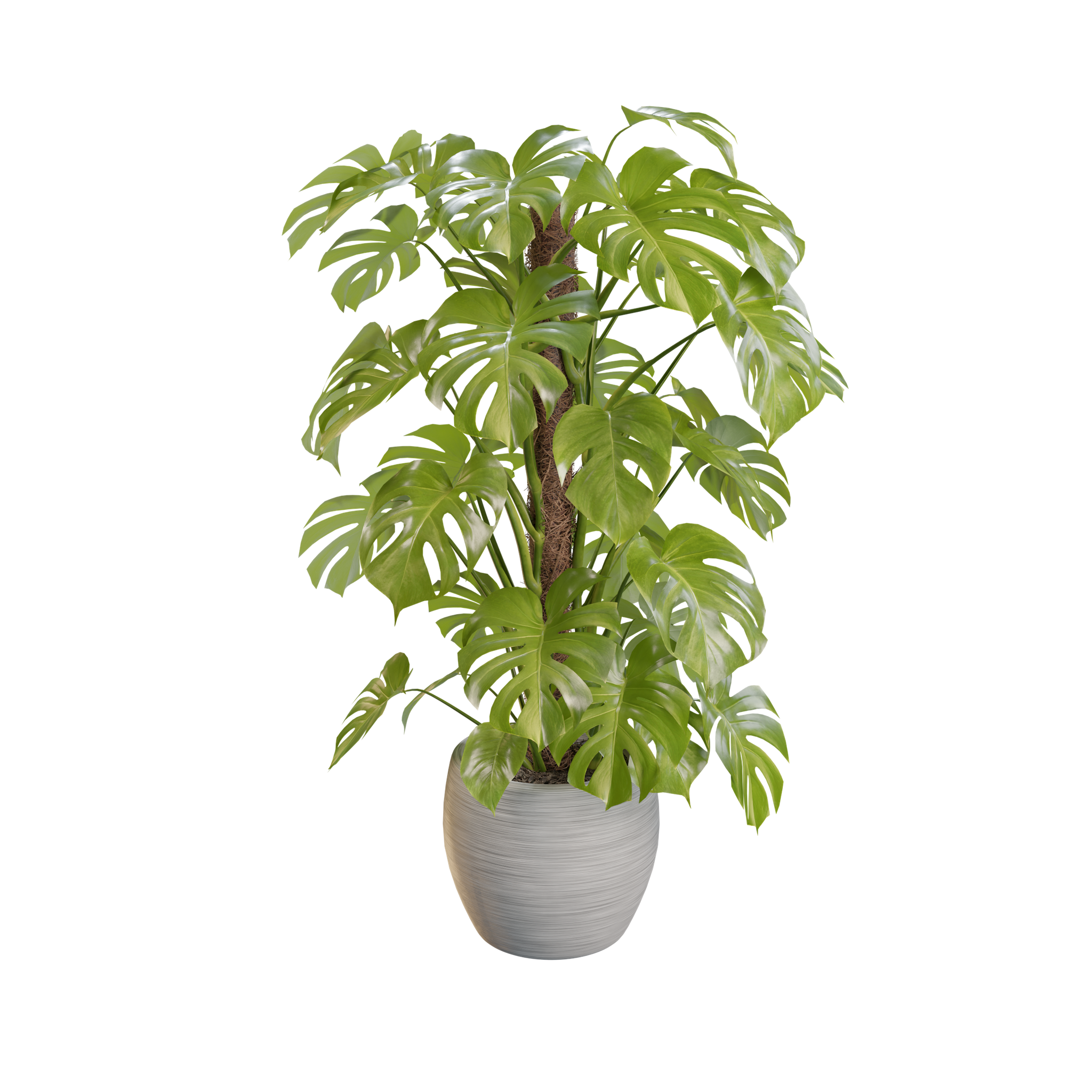 Monstera plant | FREE Indoor Plants models | BlenderKit