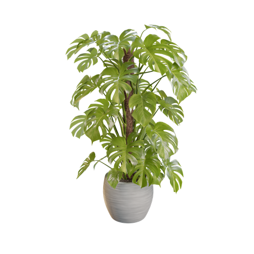 Monstera plant | FREE Indoor Plants models | BlenderKit