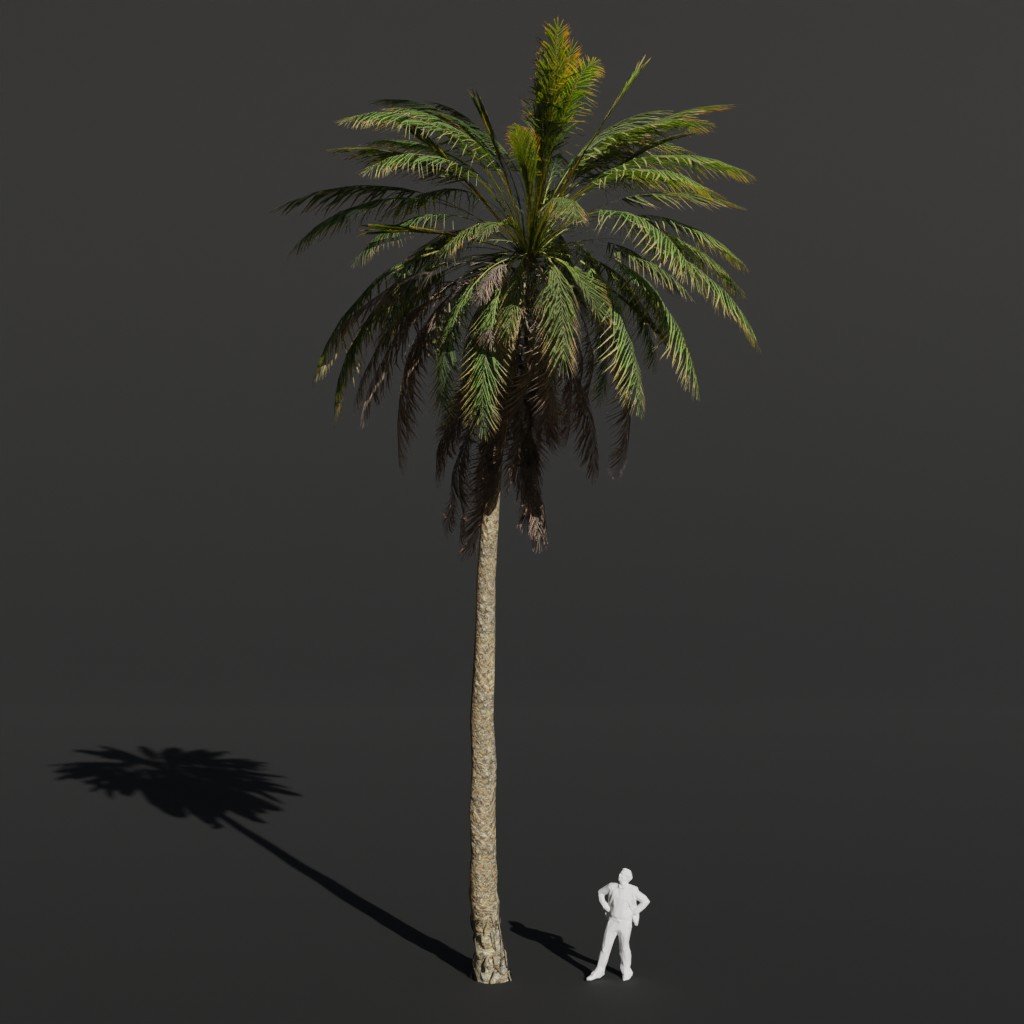 Palm Tree Medium Dense | FREE Trees models | BlenderKit
