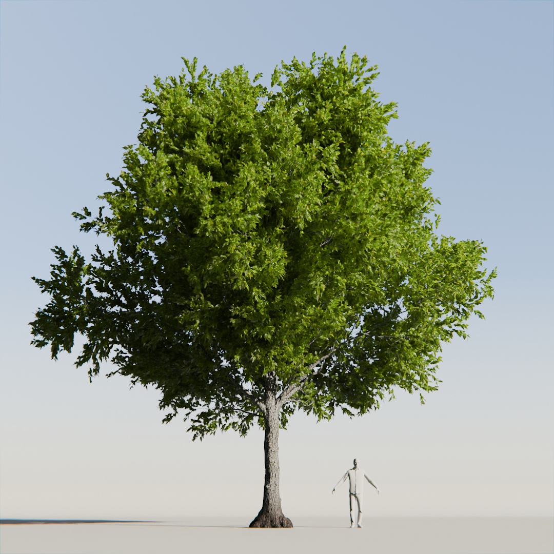 American beech tree variation | Trees models | BlenderKit