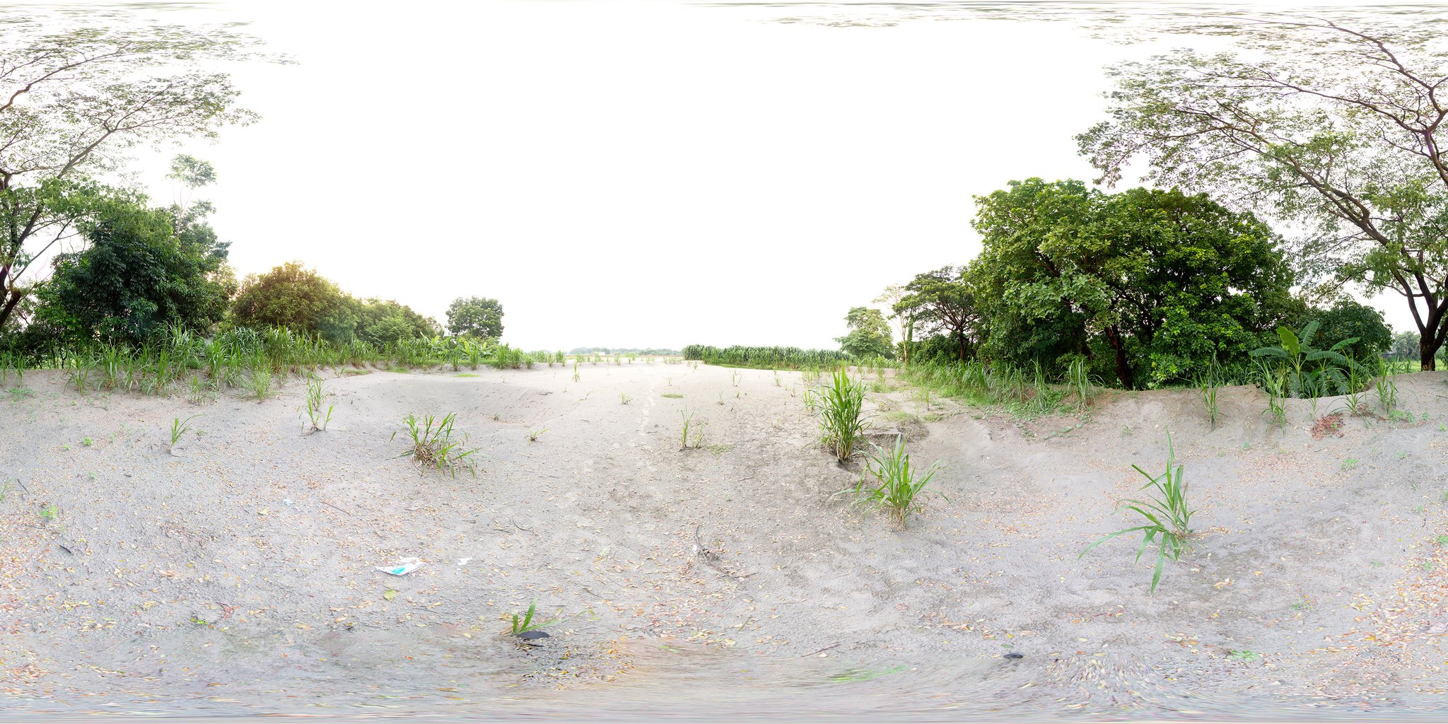 Sandy Clearing | FREE Nature HDRis | BlenderKit