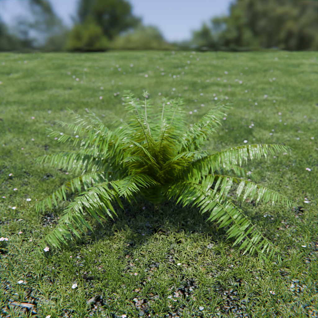 Hard Fern | Outdoor Plants models | BlenderKit