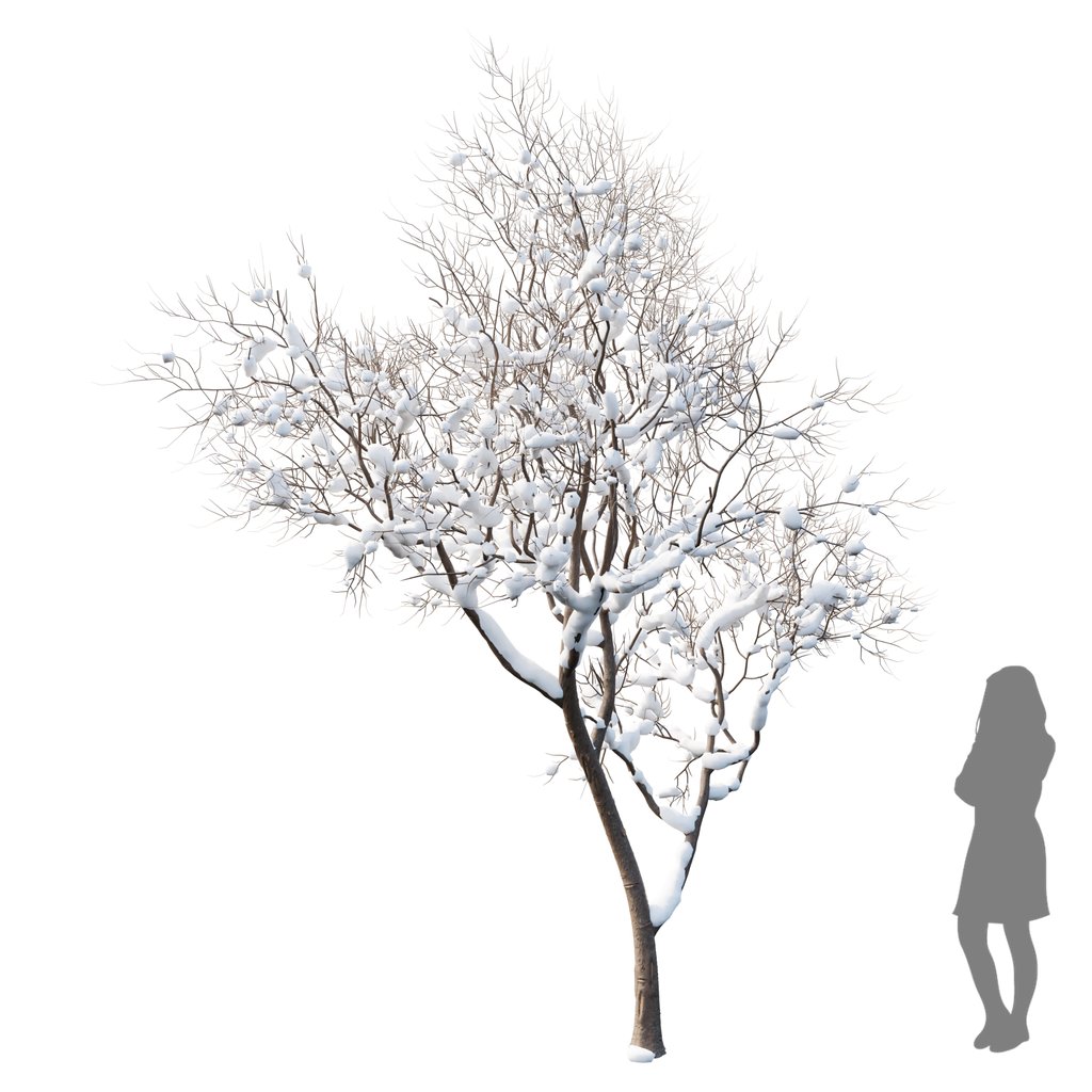 Fruit Tree - Prunus Salicina Plum | Trees models | BlenderKit