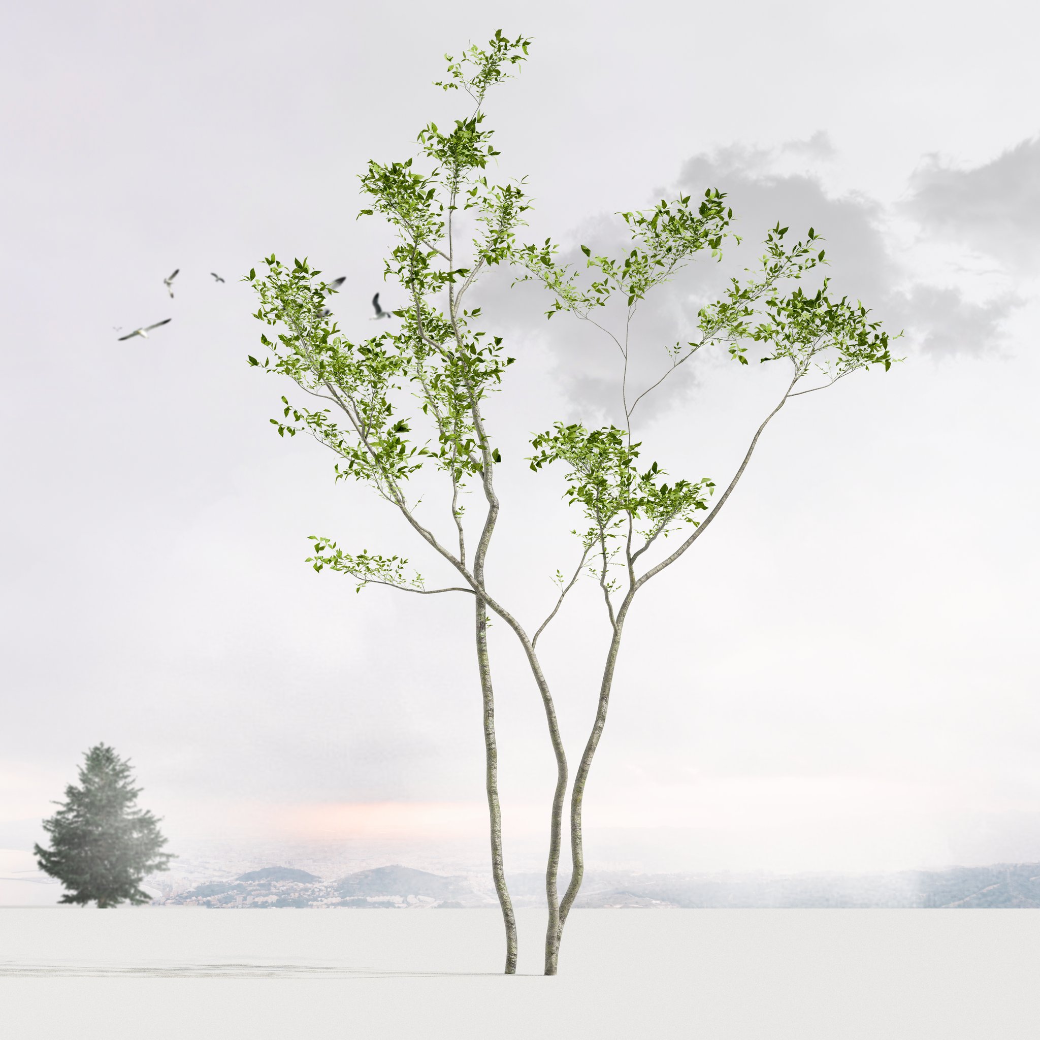 JungleTreem Ceiba Pentandra | Trees models | BlenderKit
