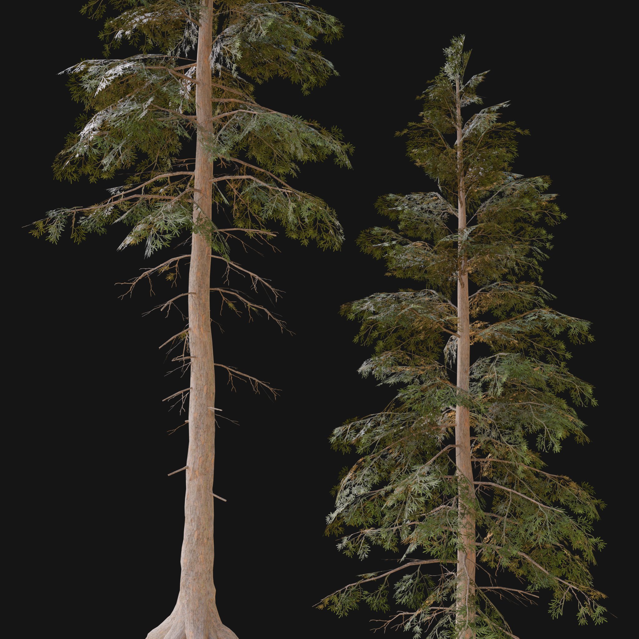 Norway Spruce Tree MED 01 | Trees models | BlenderKit