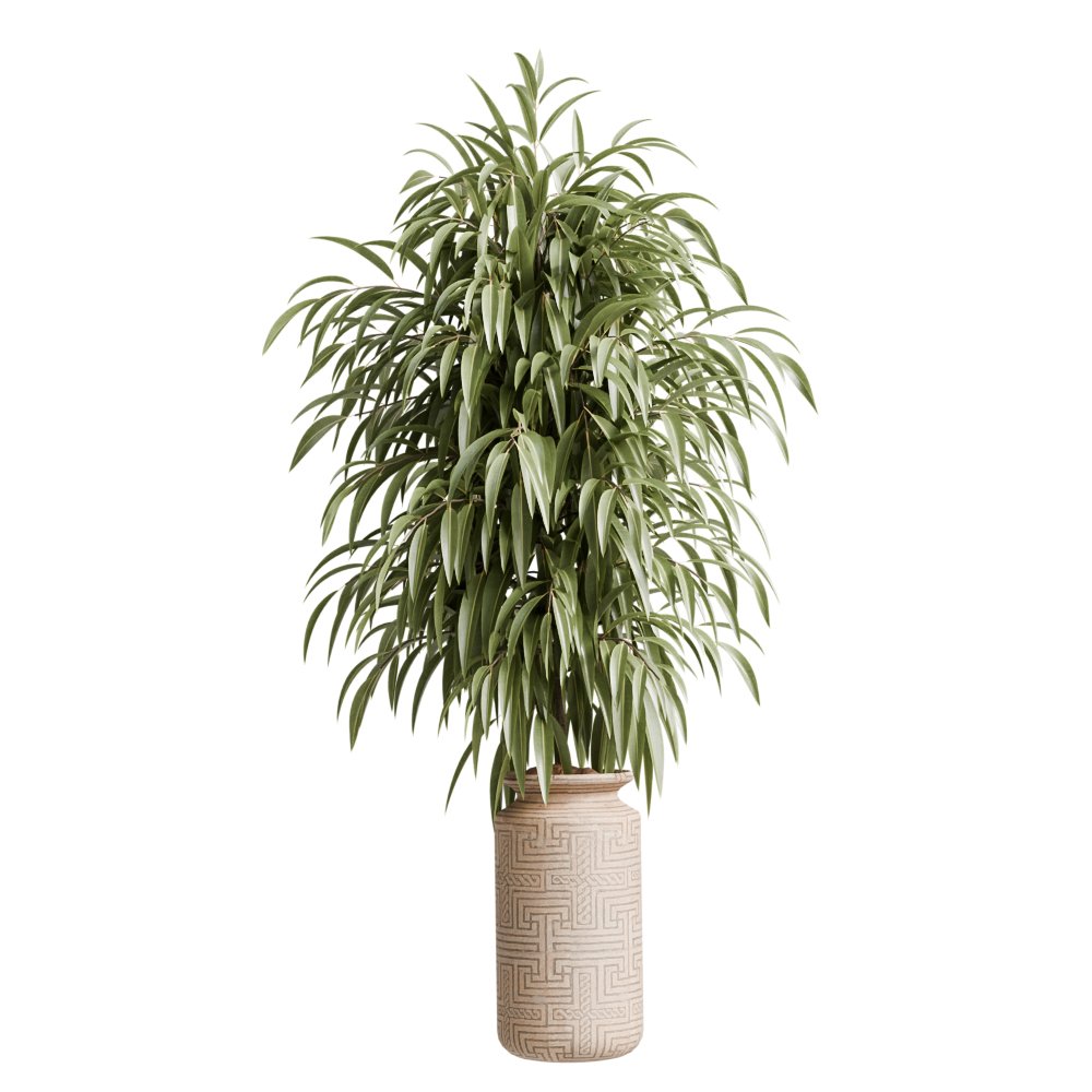 Ficus Binnendijkii Alii Maclellandii2 | Indoor Plants models | BlenderKit
