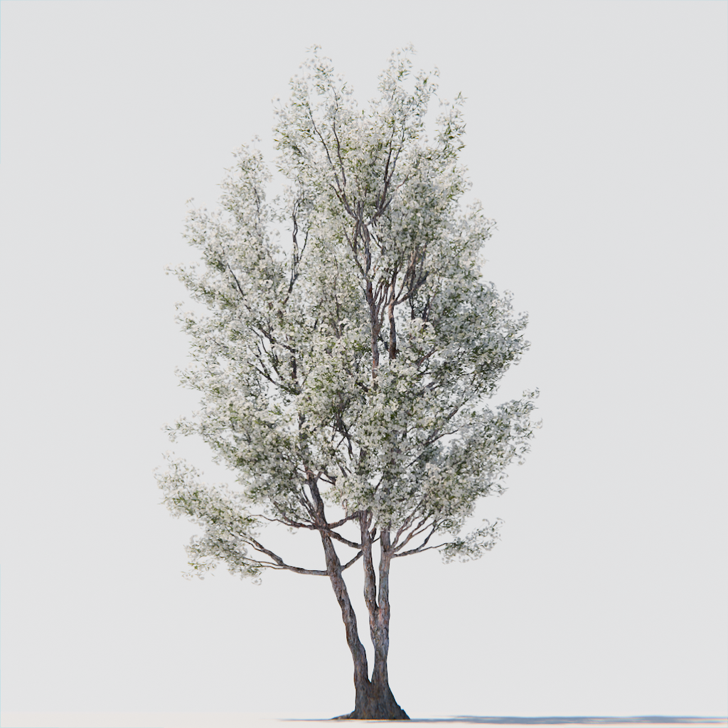 Tree 04 | Trees models | BlenderKit