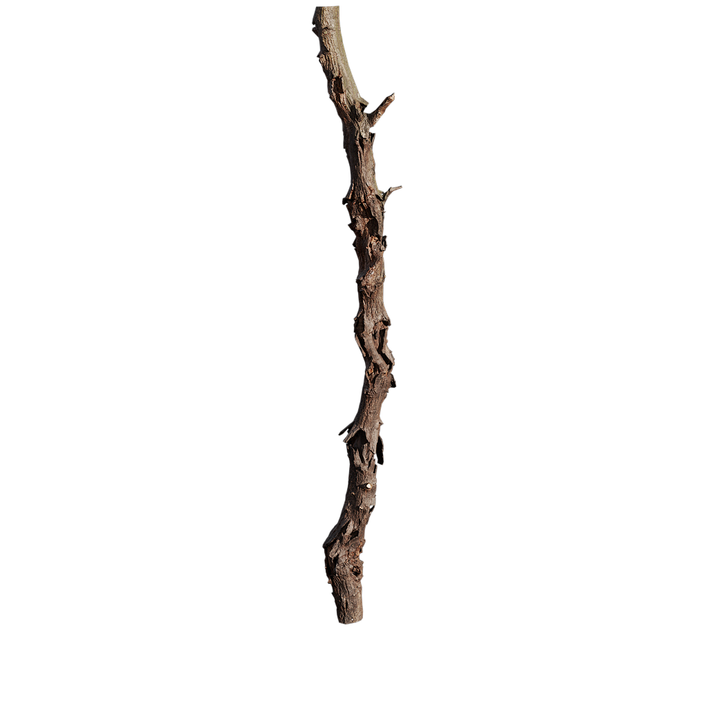 Quercus acuta Trunk | Trees models | BlenderKit