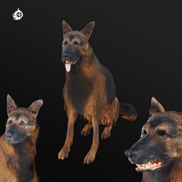 German Shepherd Dog (riged , animated) | Mammals models | BlenderKit