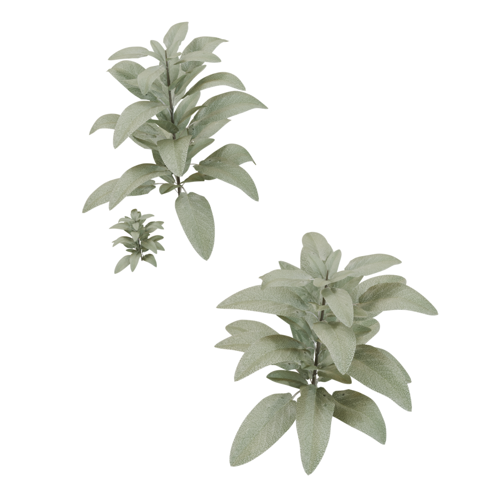 Outdoor Small Plant | Outdoor Plants models | BlenderKit