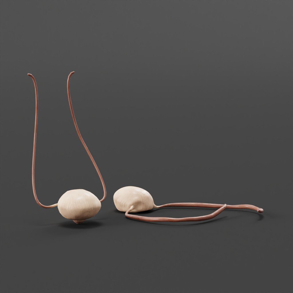 Bladders | Internal Organs models | BlenderKit