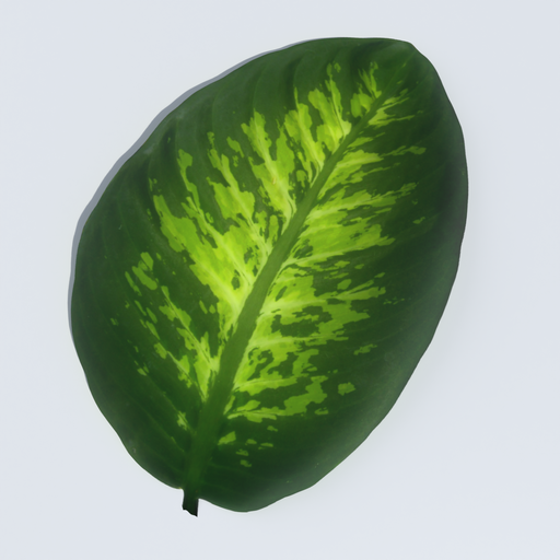 Dieffenbachia Seguine Leaf | Nature models | BlenderKit