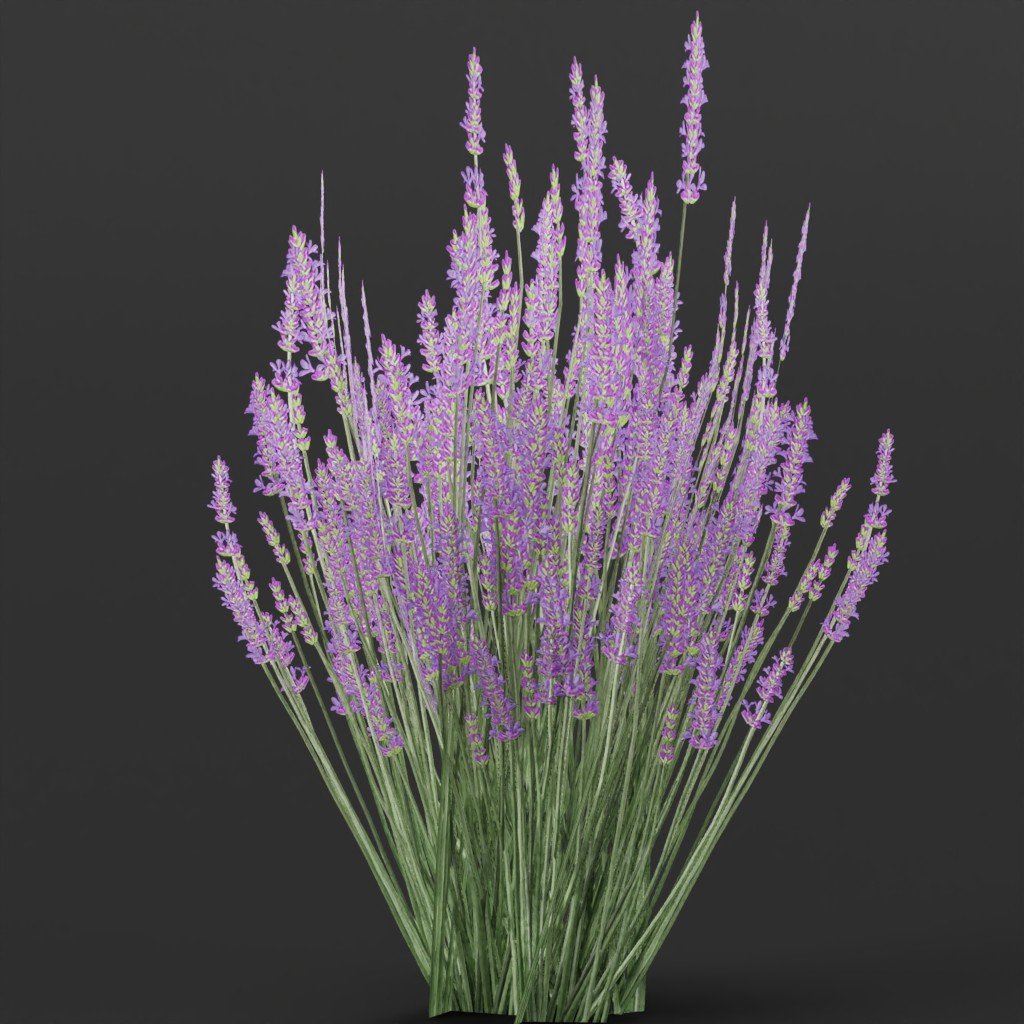 Lavender Flower Small Variation | Outdoor Plants models | BlenderKit