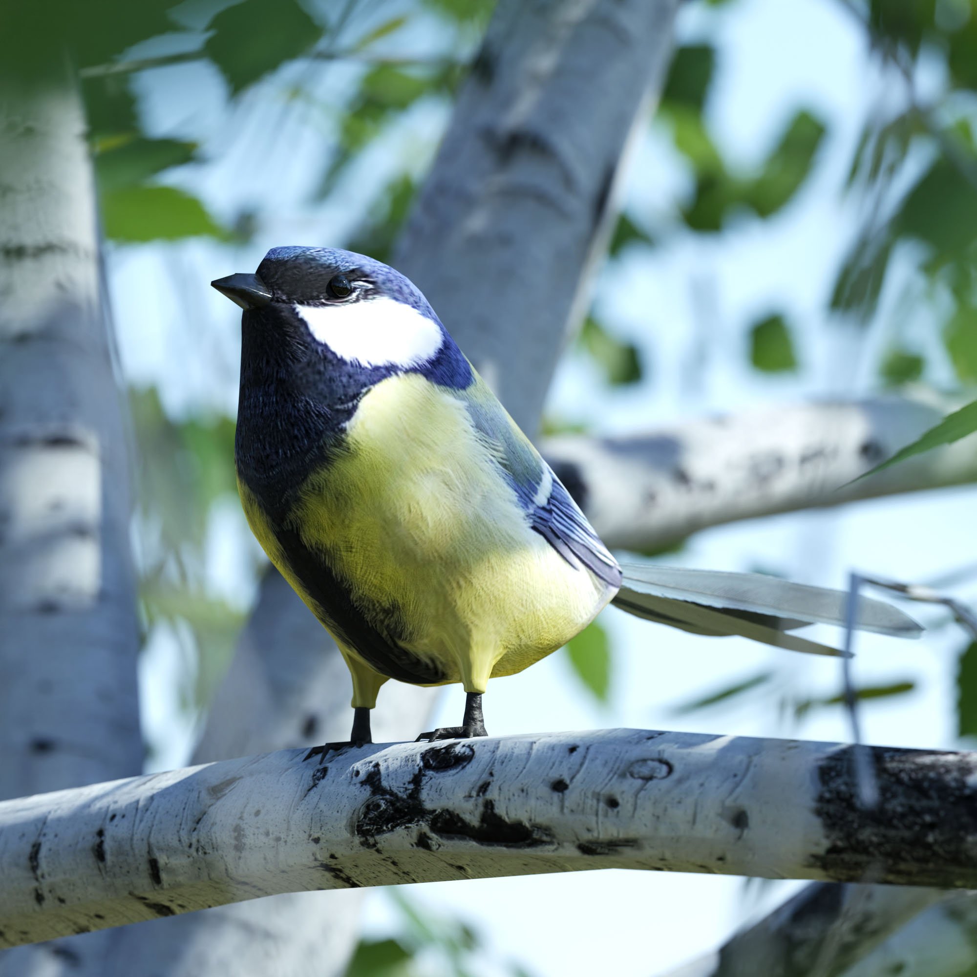 Great tit bird (low poly) | FREE Birds models | BlenderKit