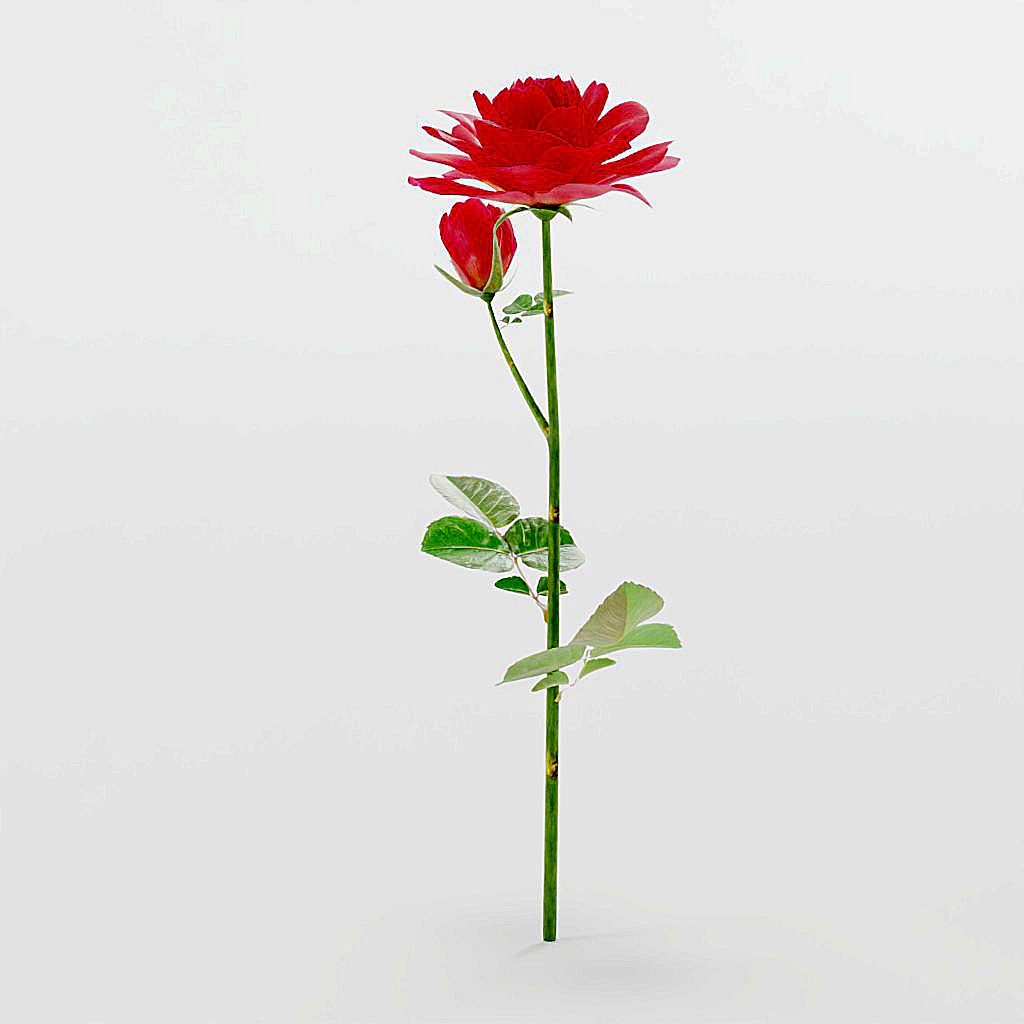 Red Rose | Bouquets models | BlenderKit