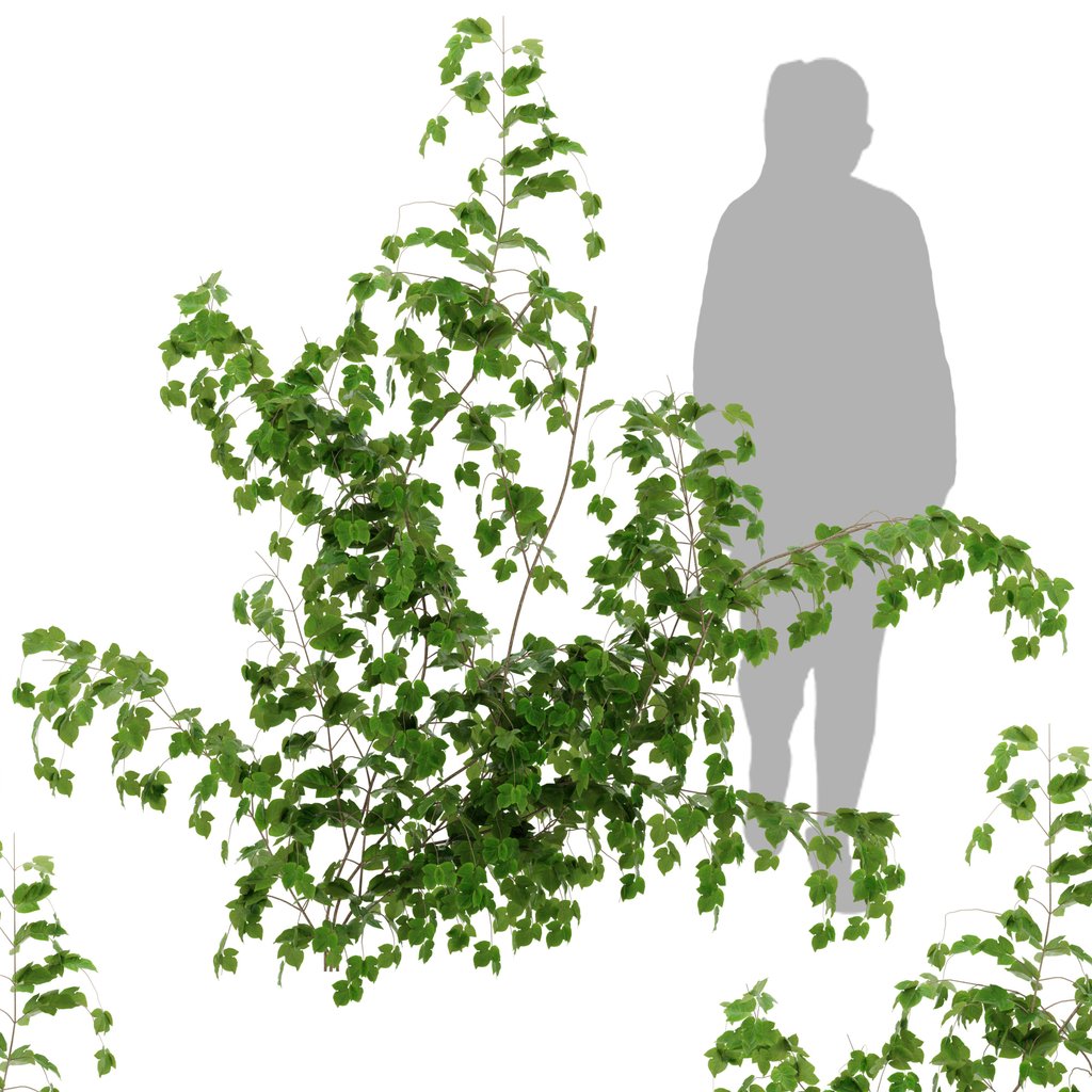 Ipomoea nil l | Green Walls models | BlenderKit