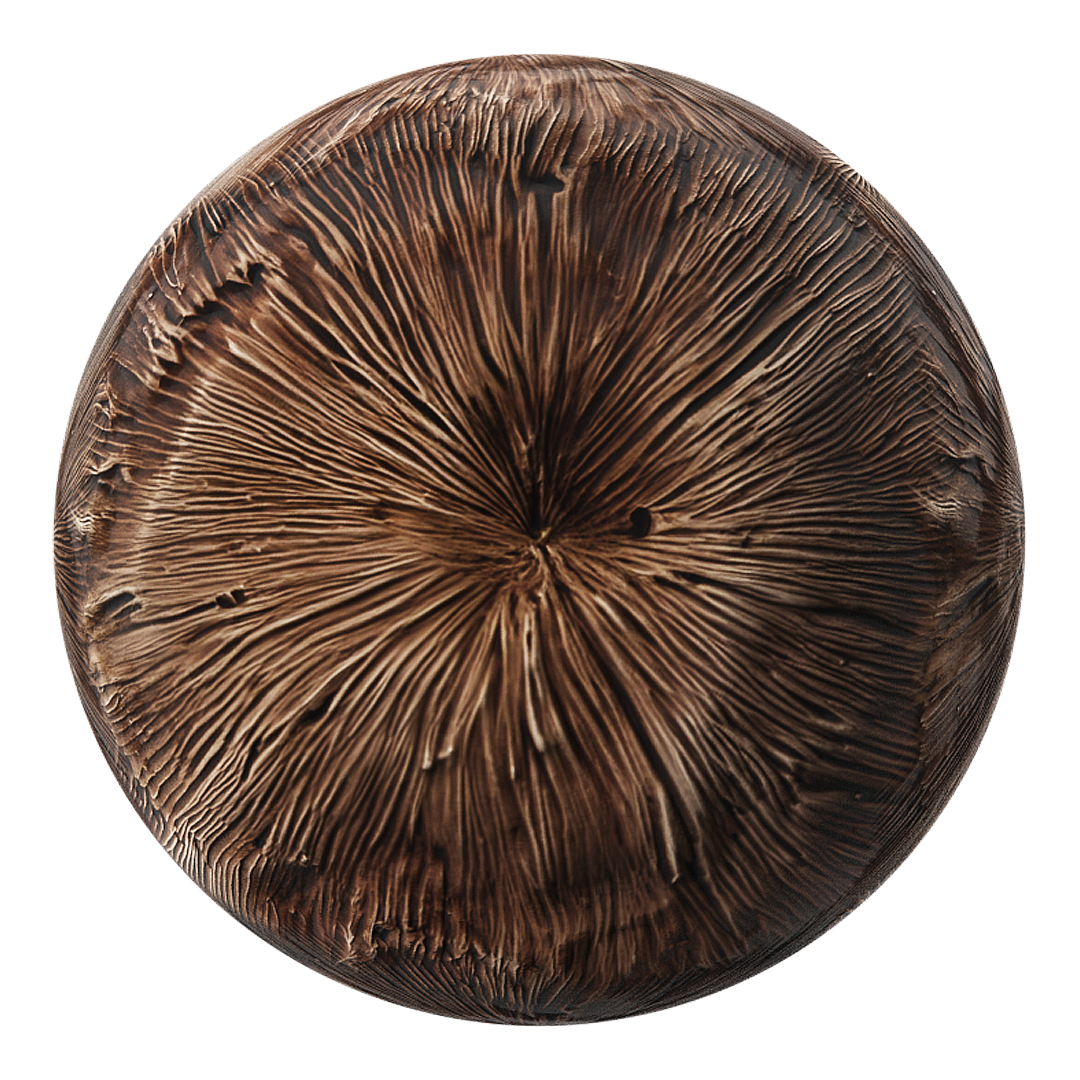 Part of the mushroom cap | FREE organic materials | BlenderKit