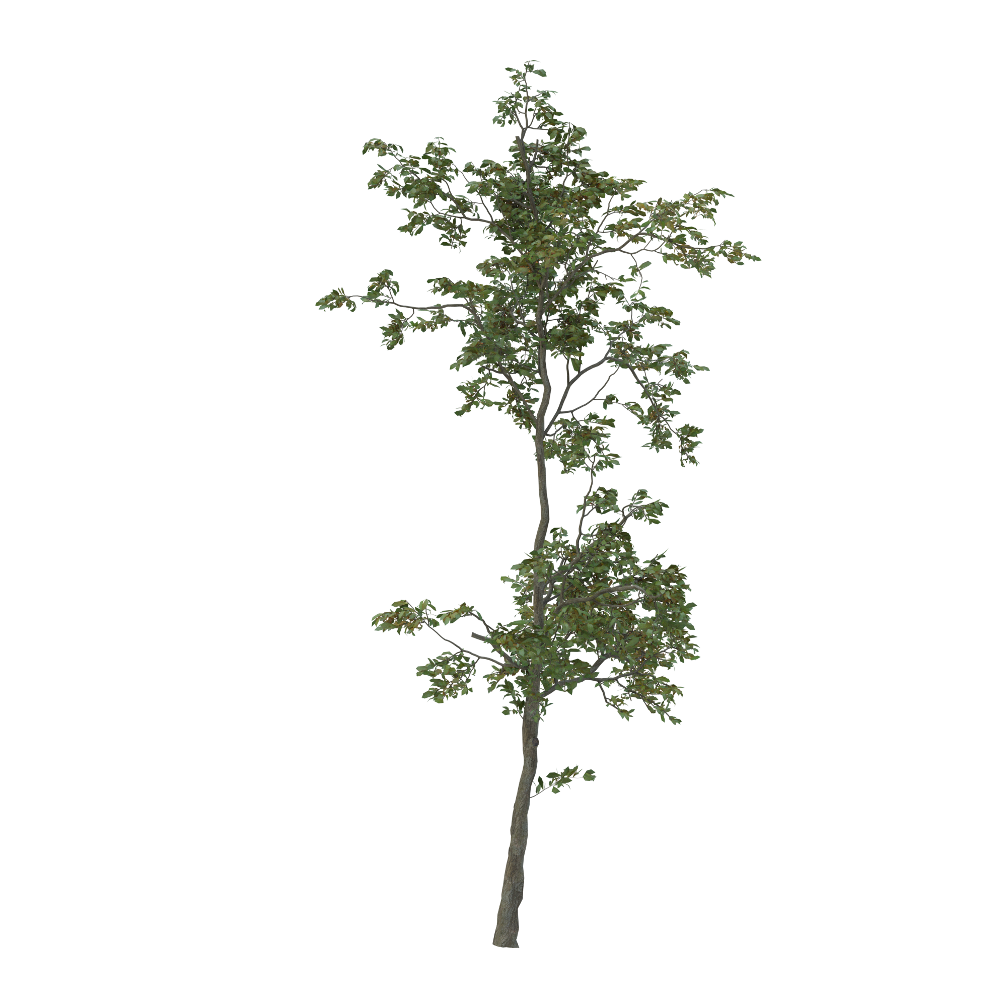 Thin tree | Trees models | BlenderKit