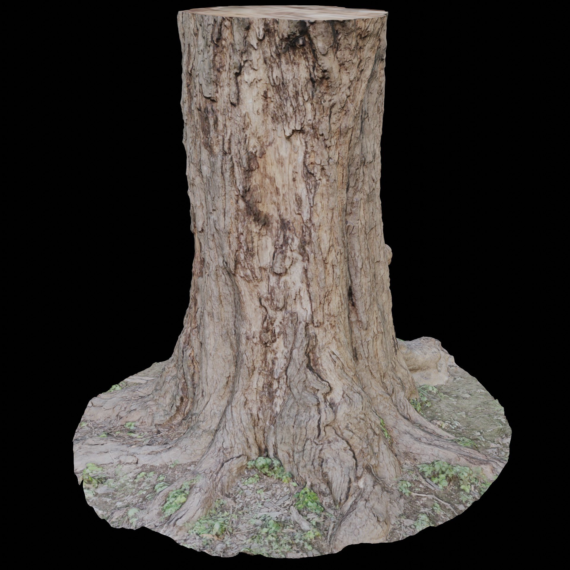 Gaint Trunk Scan | FREE Trees models | BlenderKit