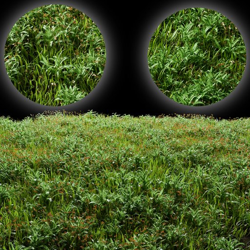 Grass | Grass models | BlenderKit