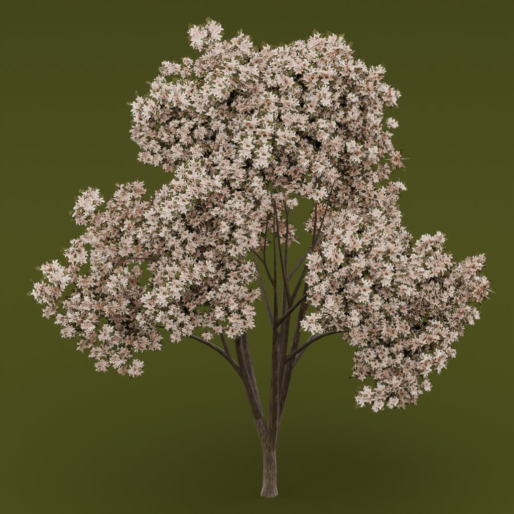 White flowered-light green leaved tree | Trees models | BlenderKit